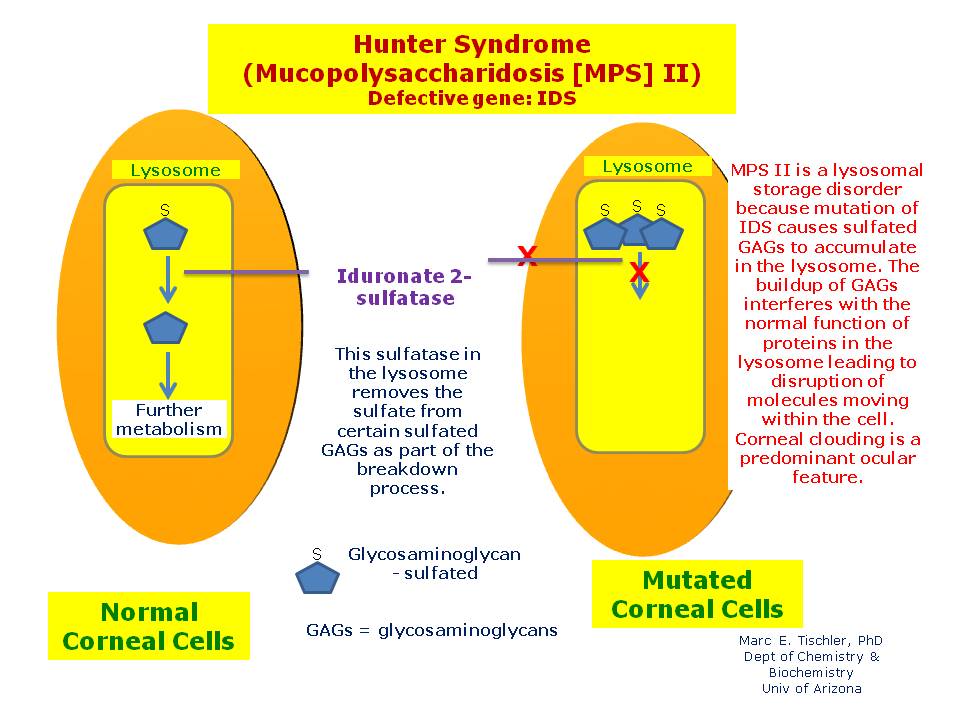 Hunter Syndrome Characteristics at Travis Day blog